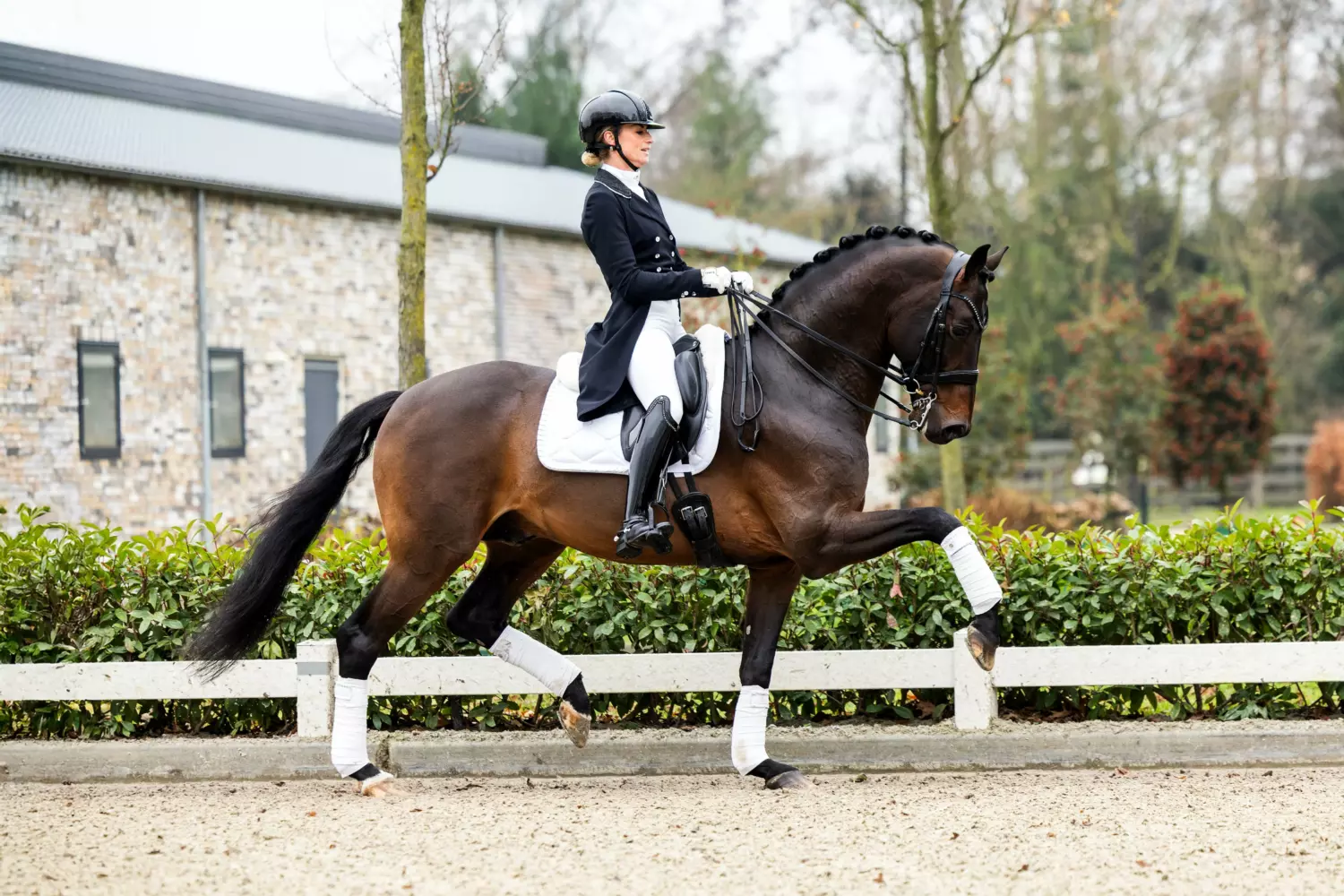 Unsere Deckhengste | Reesink Horses