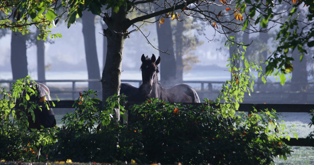 Our Stallions | Reesink Horses