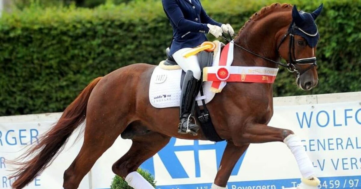 Stallions | Reesink Horses